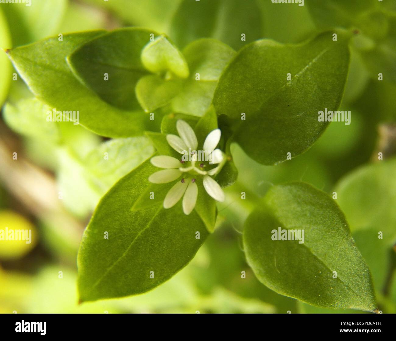 common chickweed (Stellaria media Stock Photo - Alamy