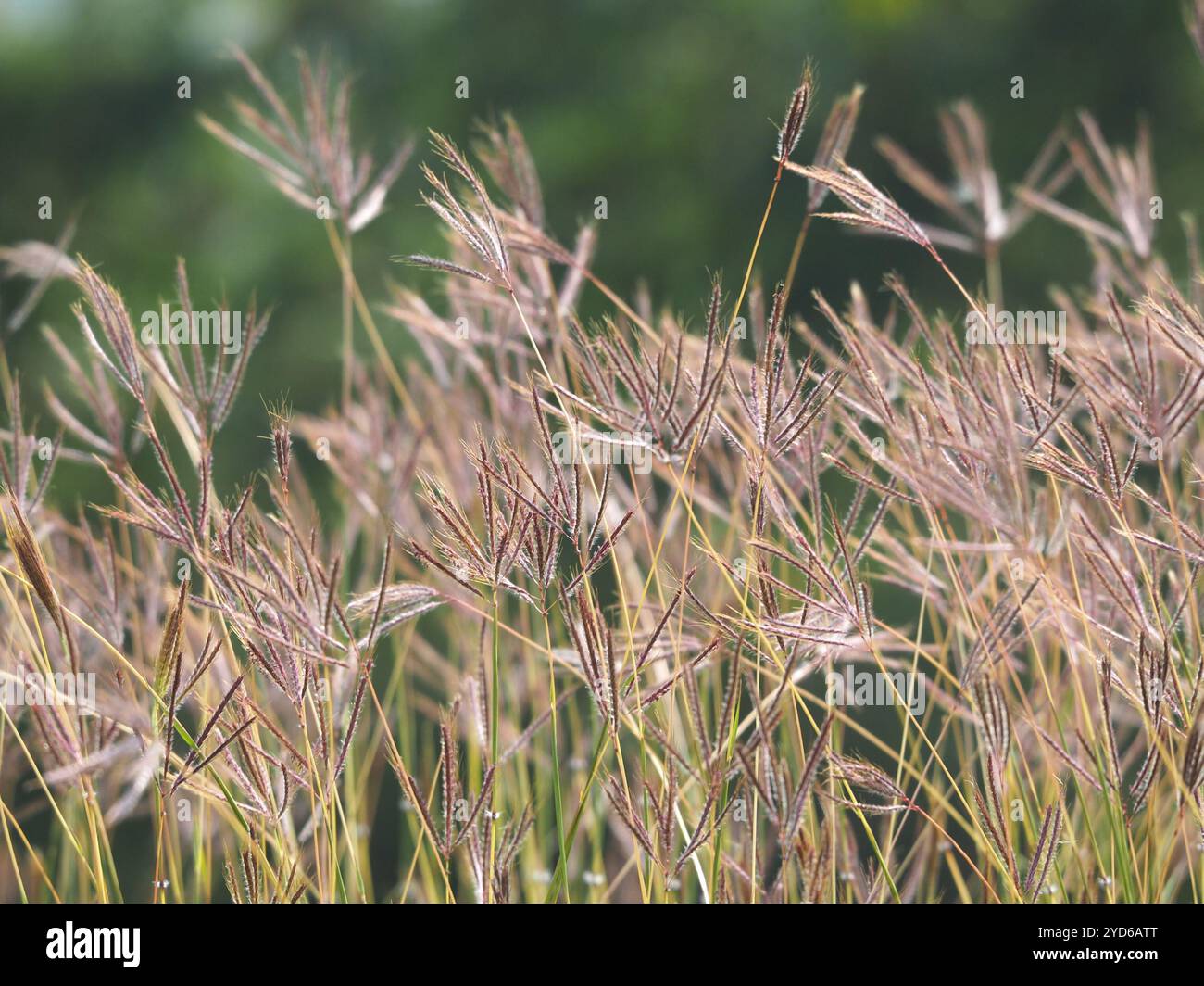 Kleberg's bluestem (Dichanthium annulatum Stock Photo - Alamy