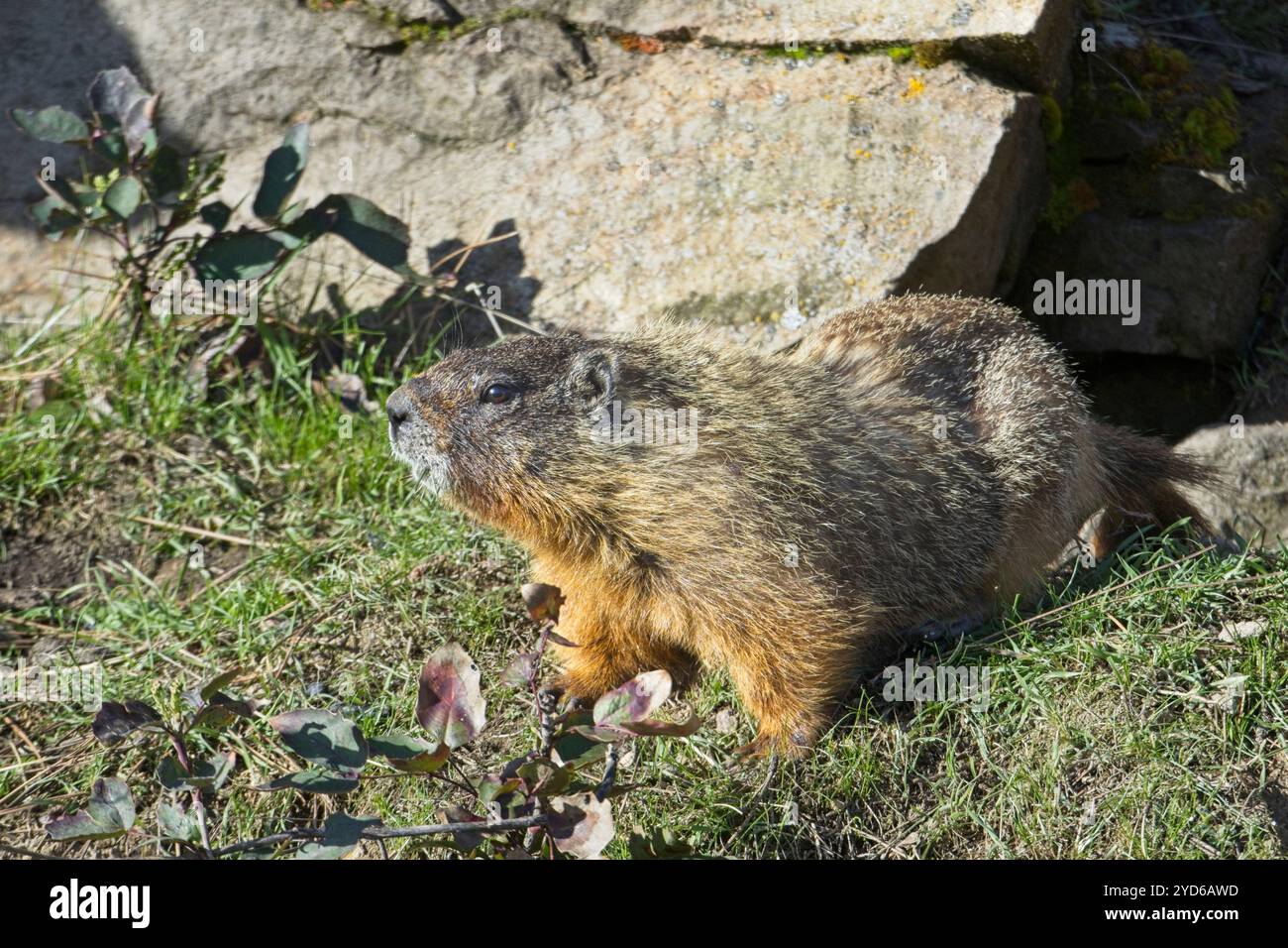 Alert marmot looking around Stock Photo - Alamy