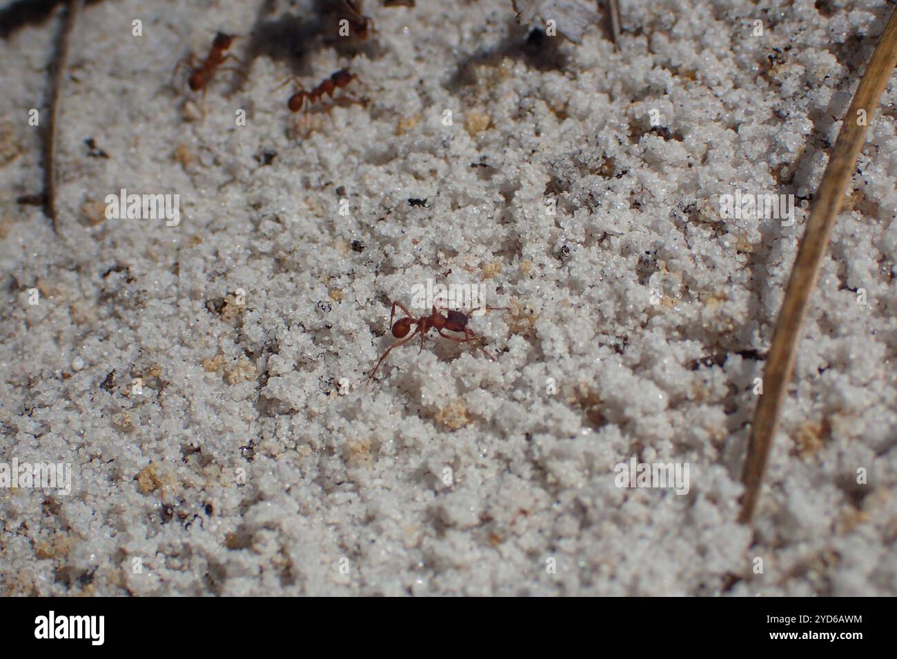 Northern Fungus-farming Ant (Trachymyrmex septentrionalis Stock Photo ...