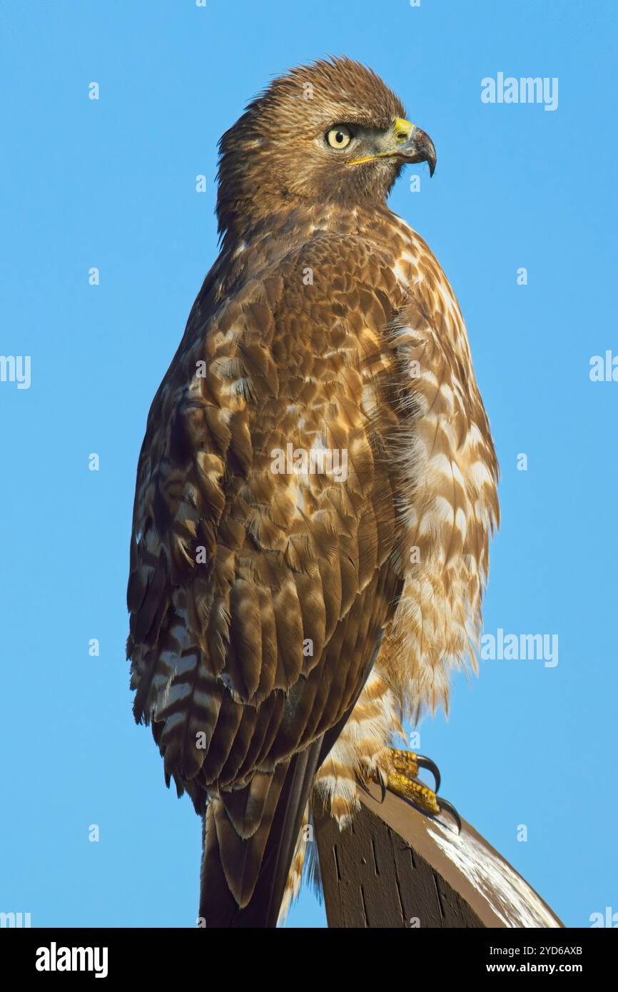 Claws bird close up hi-res stock photography and images - Alamy