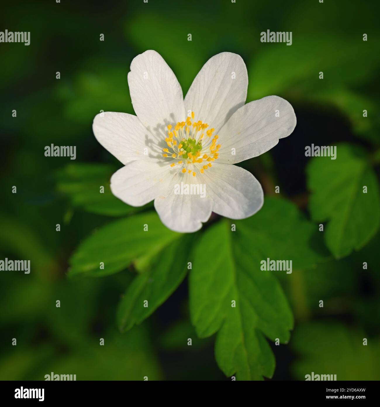 Beautiful little spring flower in the forest. (Anemonoides nemorosa ...