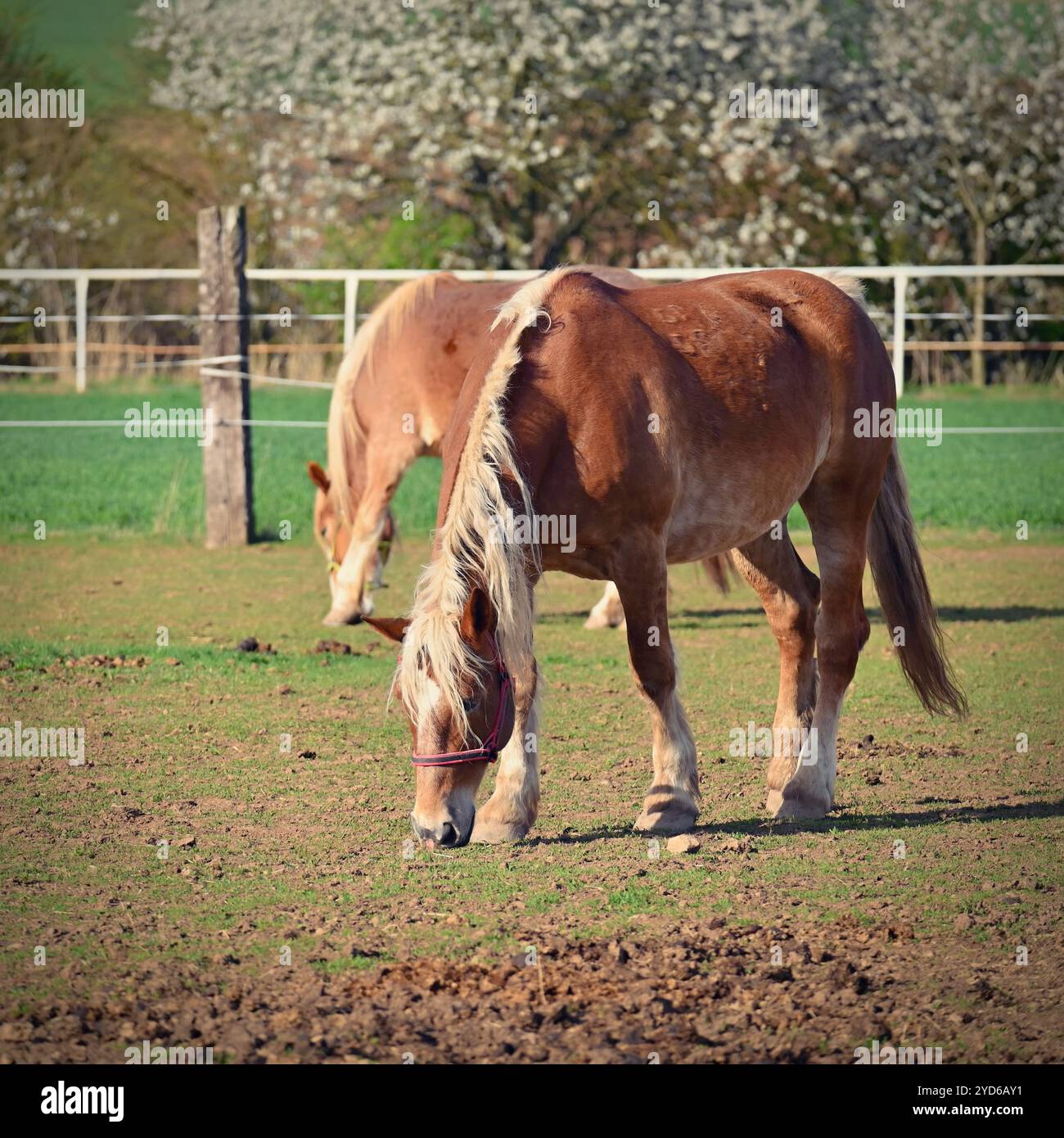 Beautiful horses in a corral on a farm in spring time. Breed - Hafling ...