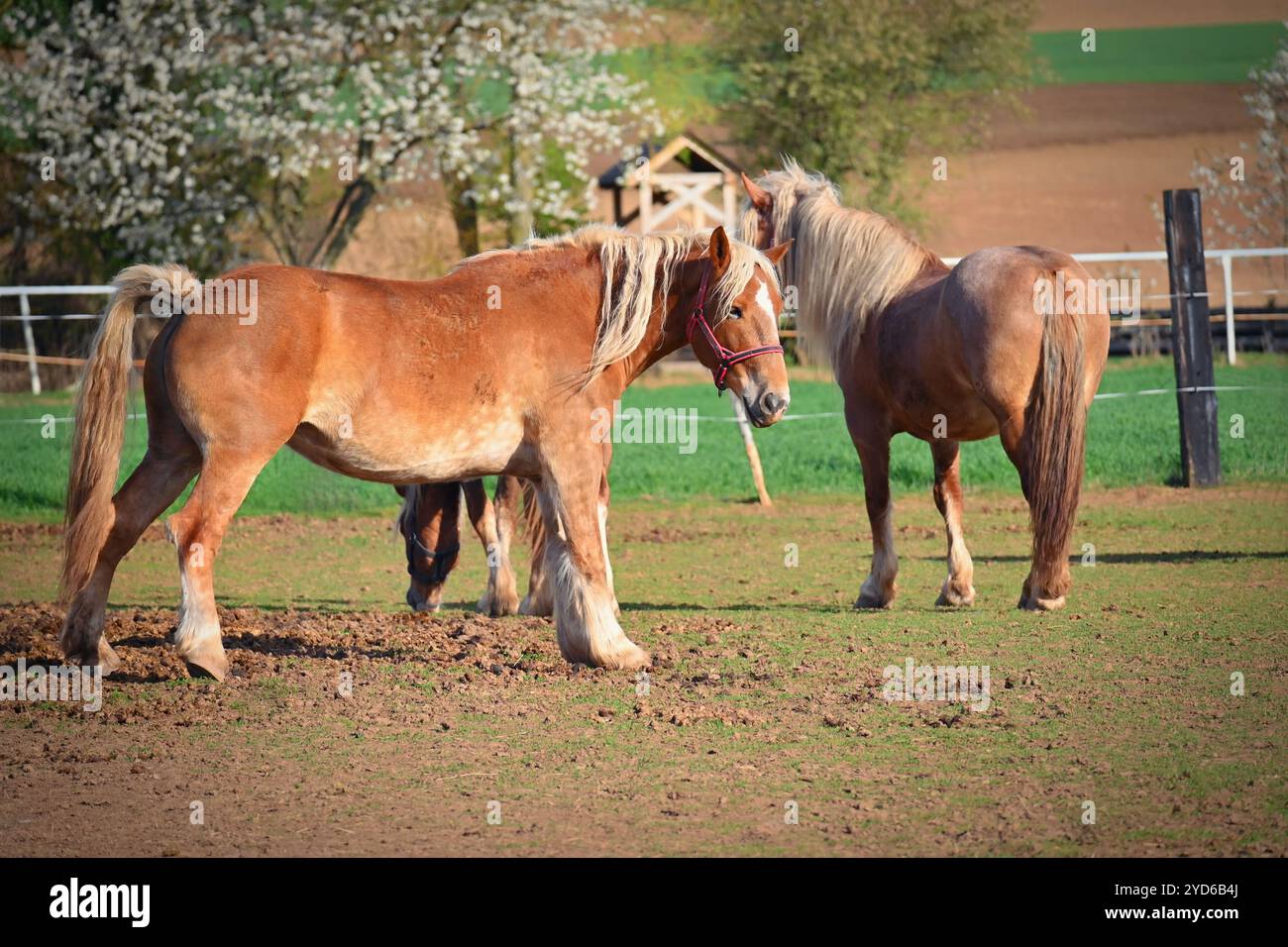 Beautiful horses in a corral on a farm in spring time. Breed - Hafling ...