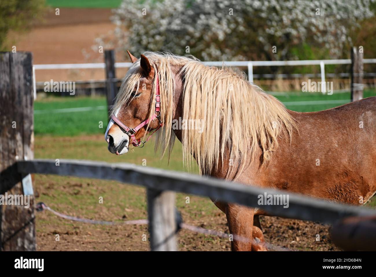 Beautiful horses in a corral on a farm in spring time. Breed - Hafling ...
