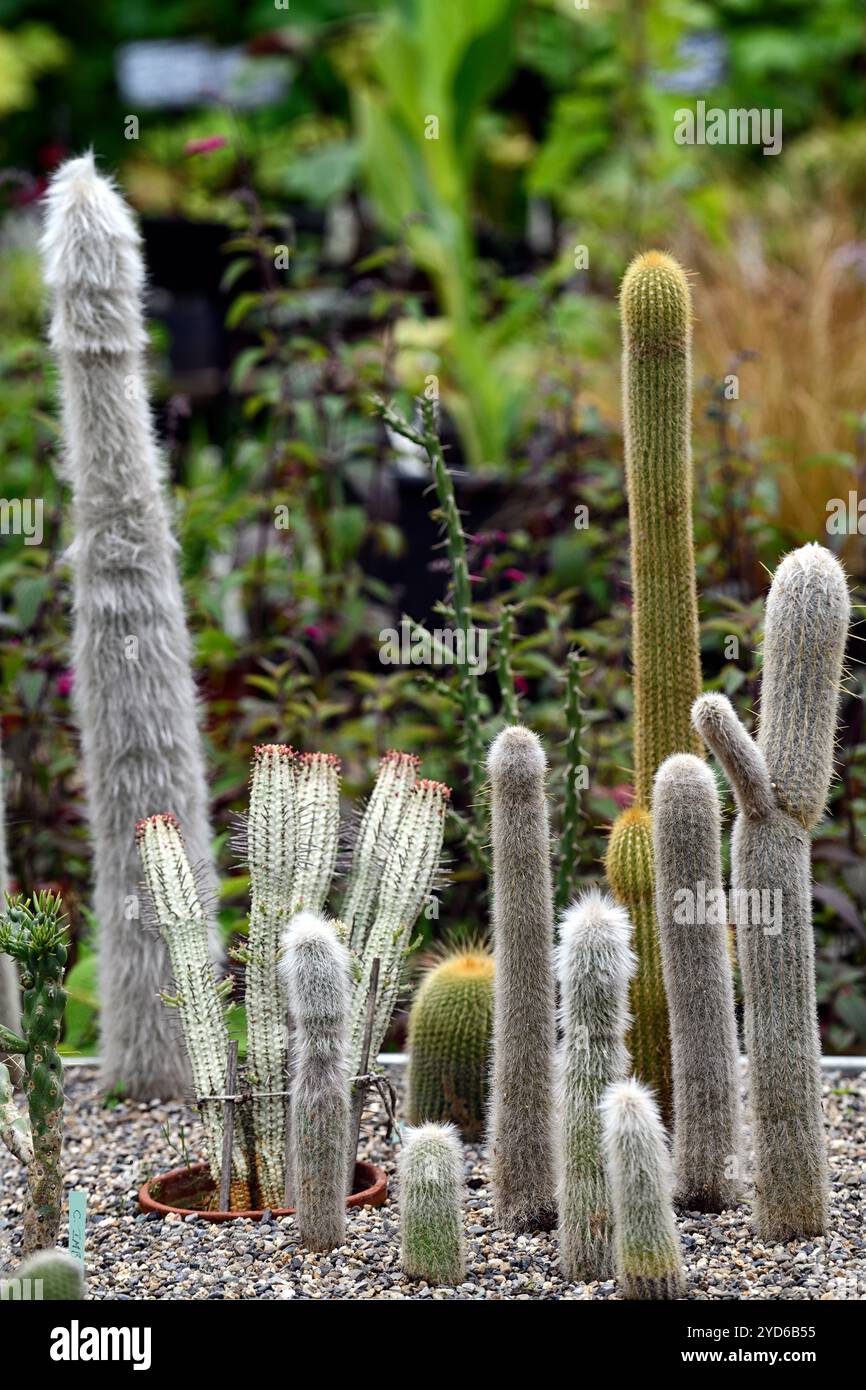 Cleistocactus strausii,silver torch, wooly torch,cactus,cacti,succulent ...