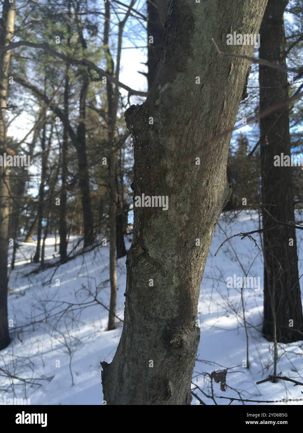 Dwarf Hackberry (Celtis tenuifolia Stock Photo - Alamy