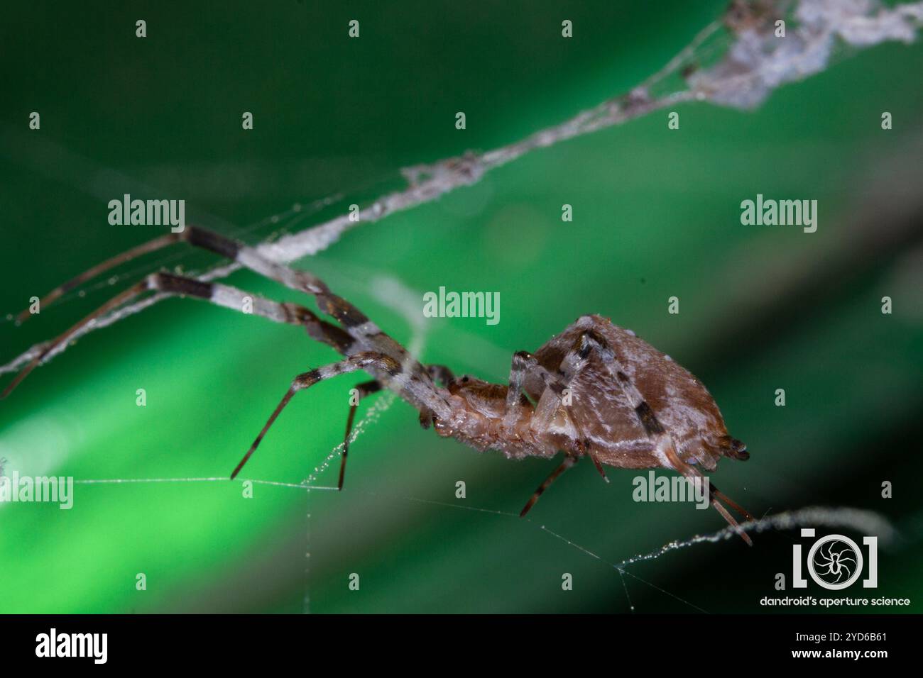 Ninja-star Ceiling Spider (Zosis geniculata Stock Photo - Alamy