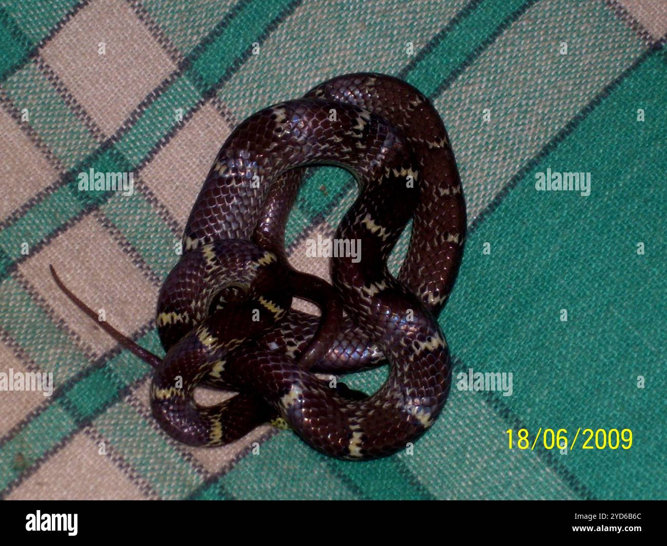 Indian wolf snake hi-res stock photography and images - Alamy