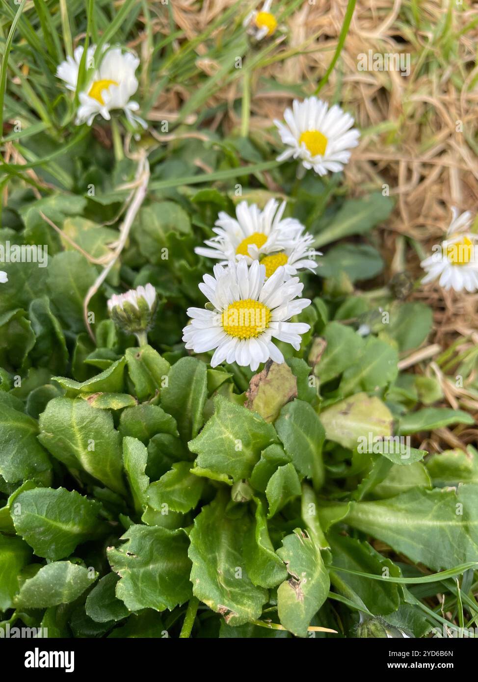 Lawn daisy (Bellis perennis Stock Photo - Alamy
