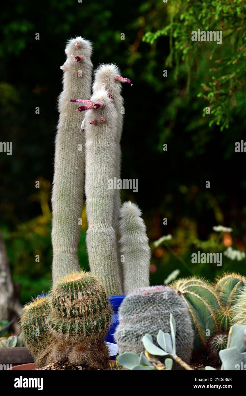 Unusual plant combination cactus hi-res stock photography and images ...