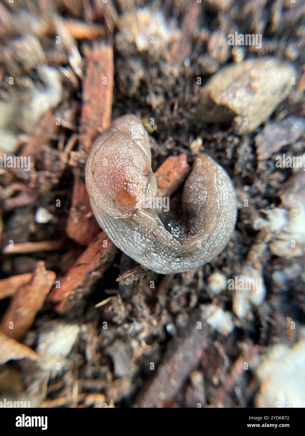 Greenhouse Slug (Milax gagates Stock Photo - Alamy