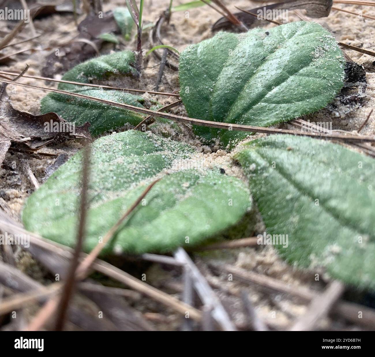 Rayless Sunflower (Helianthus radula Stock Photo - Alamy