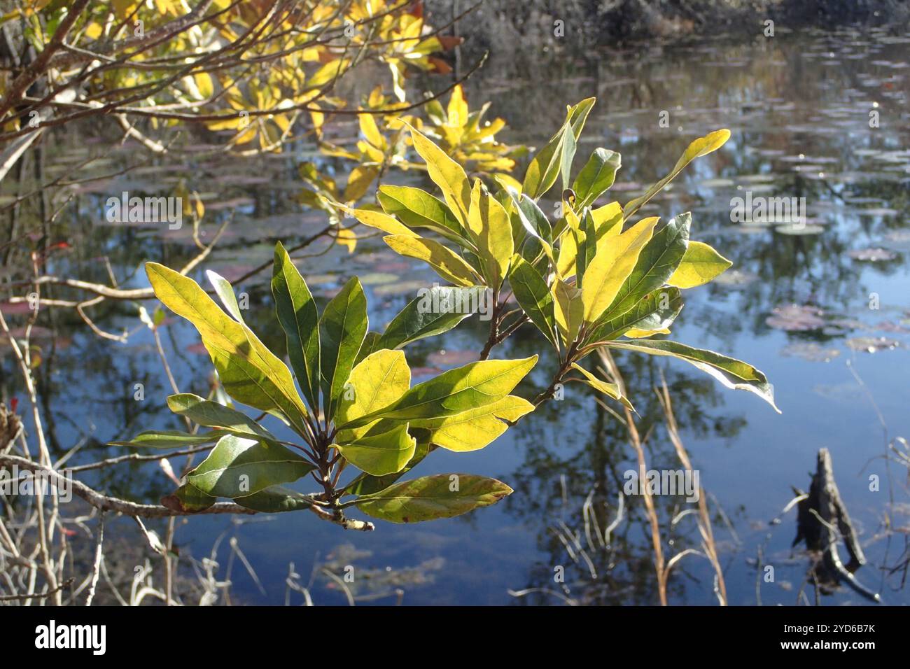 Swamp Bay (Persea palustris Stock Photo - Alamy