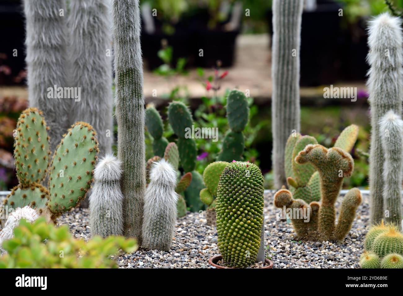 Cleistocactus strausii,silver torch, wooly torch,cactus,cacti,succulent ...