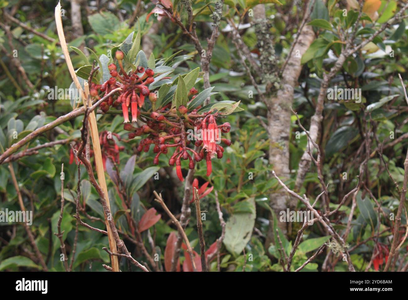 tropical blueberry (Macleania rupestris Stock Photo - Alamy