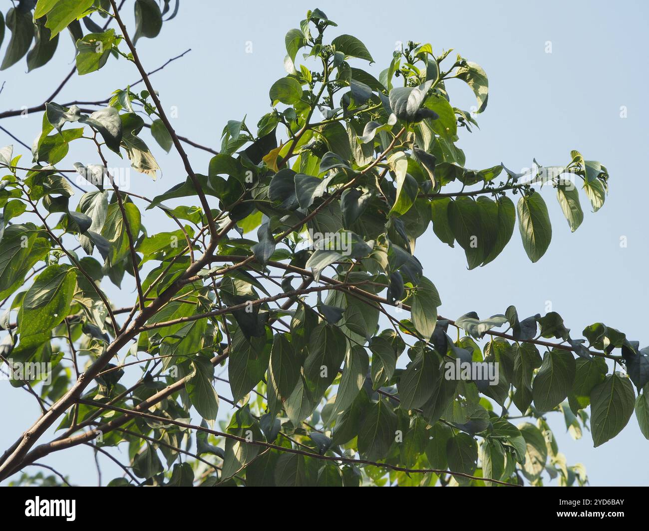 Trema orientale hi-res stock photography and images - Alamy