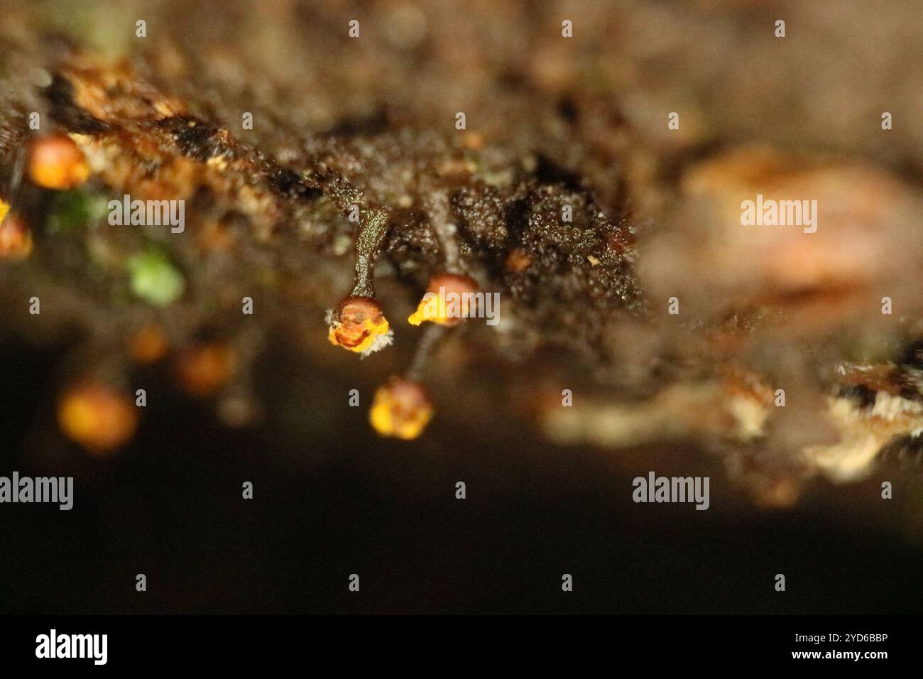 Trichia erecta hi-res stock photography and images - Alamy