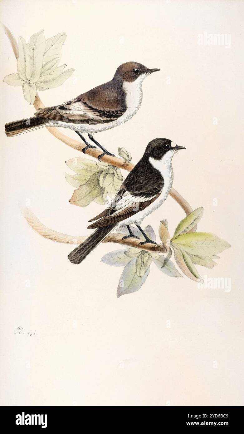 Pied Fly-catcher. Plate 41. Meyer's British Birds 1842 Stock Photo - Alamy