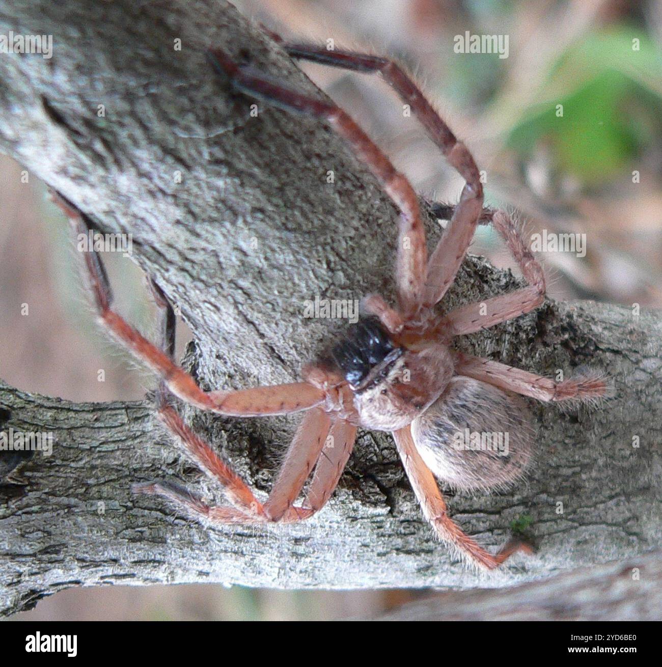 Huntsman Spiders (Sparassidae Stock Photo - Alamy
