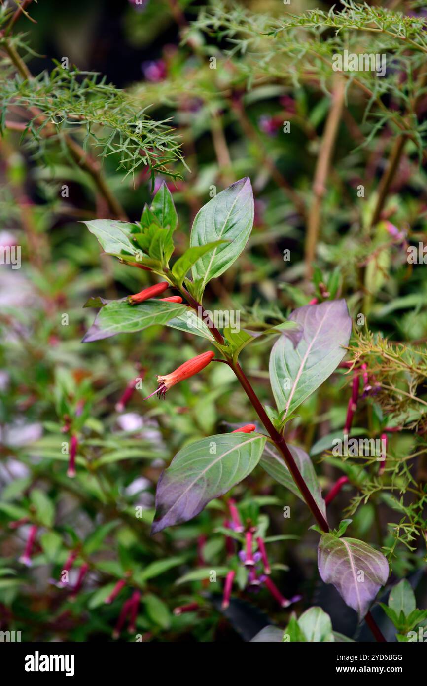 Cuphea ignea,cigar plant,cigar flower,firecracker plant,Mexican cigar ...