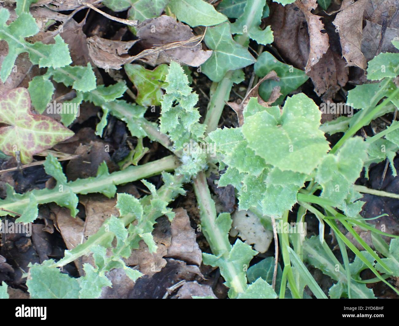 Common Sow-thistle (Sonchus oleraceus Stock Photo - Alamy