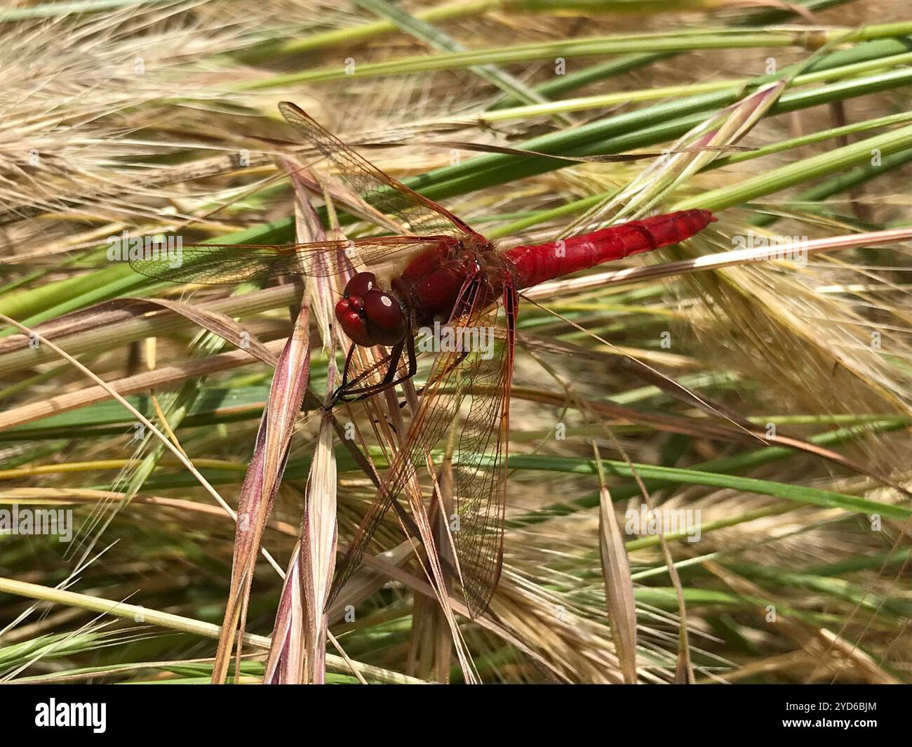 Cardinal Meadowhawk (Sympetrum illotum Stock Photo - Alamy