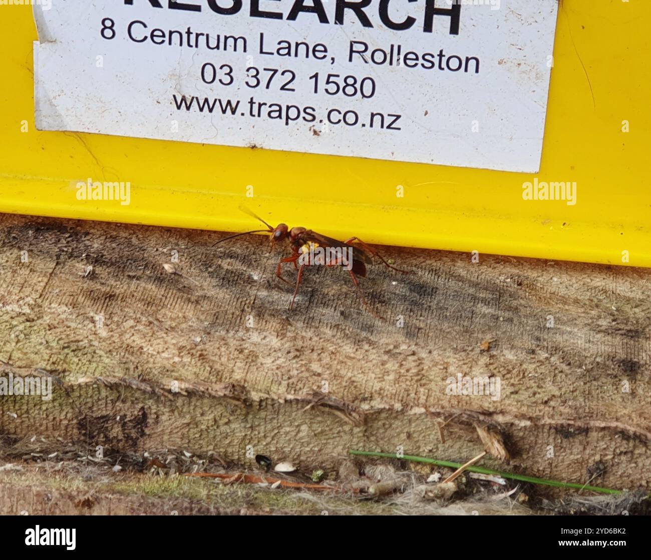Spider Wasps (Pompilidae Stock Photo - Alamy