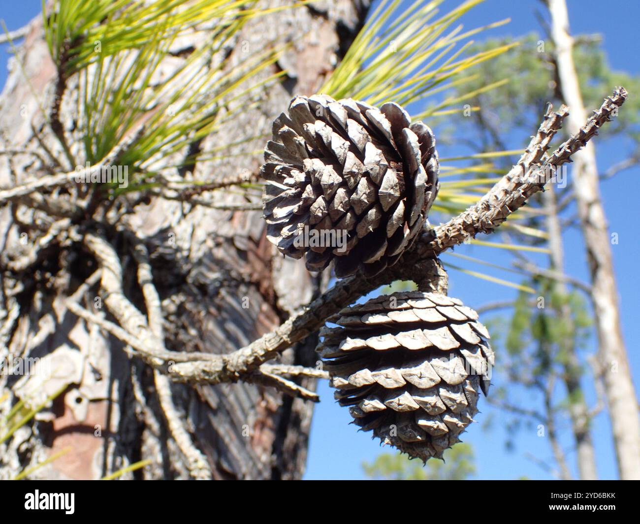 pond pine (Pinus serotina Stock Photo - Alamy