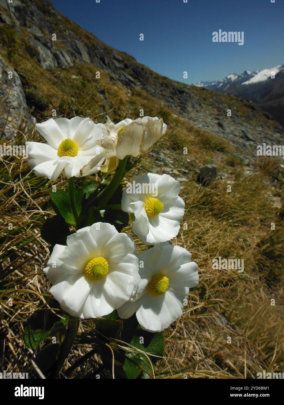 Ranunculus lyallii hi-res stock photography and images - Alamy