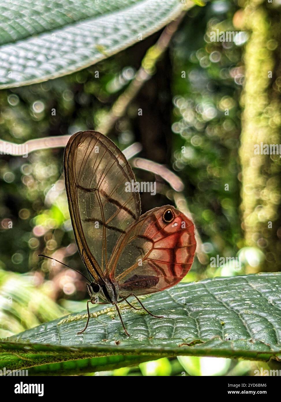 Rusted Clearwing-Satyr (Cithaerias pireta Stock Photo - Alamy