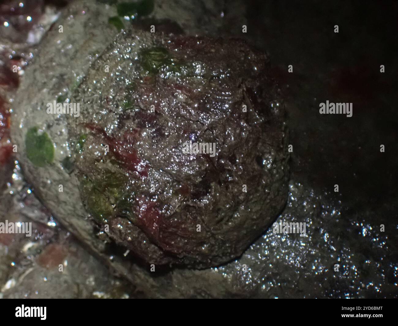 Gumboot Chiton (Cryptochiton stelleri Stock Photo - Alamy
