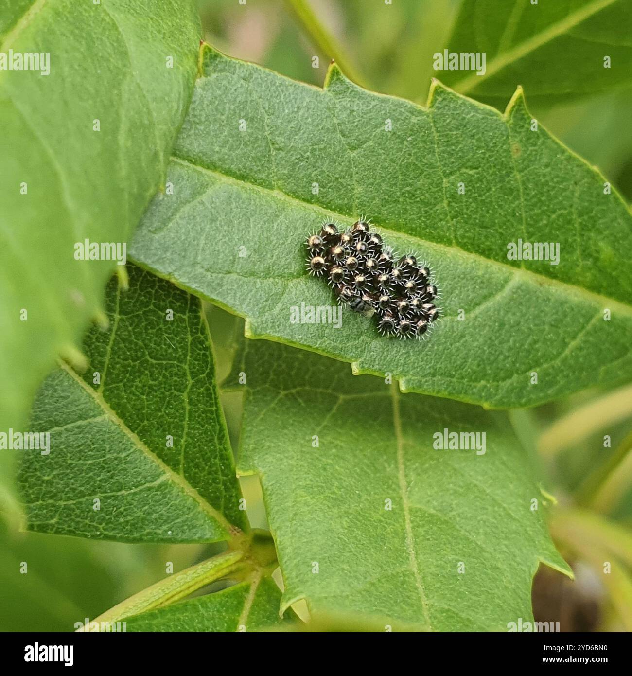 Schellenberg's soldier bug (Oechalia schellenbergii Stock Photo - Alamy