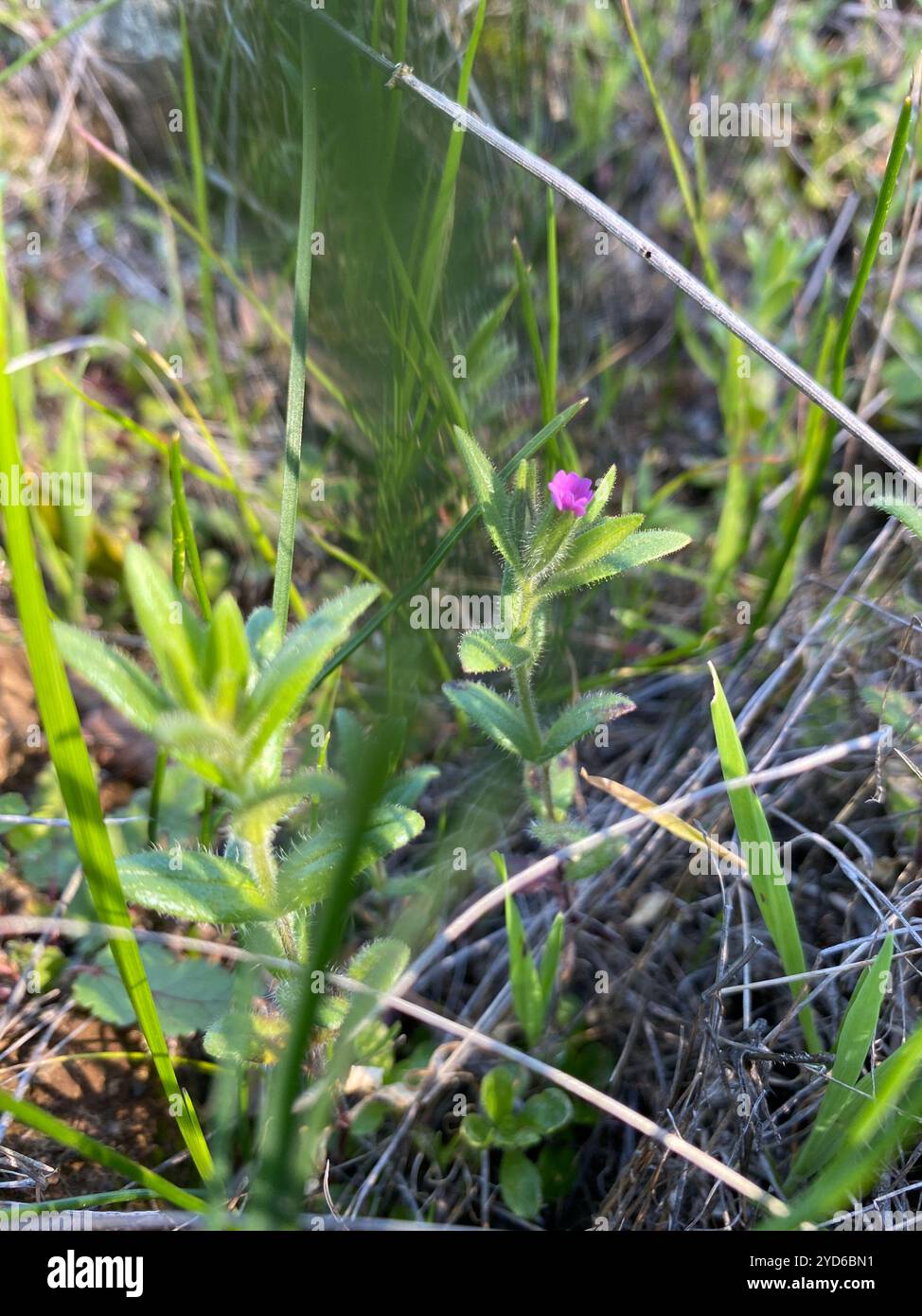 slender phlox (Microsteris gracilis Stock Photo - Alamy