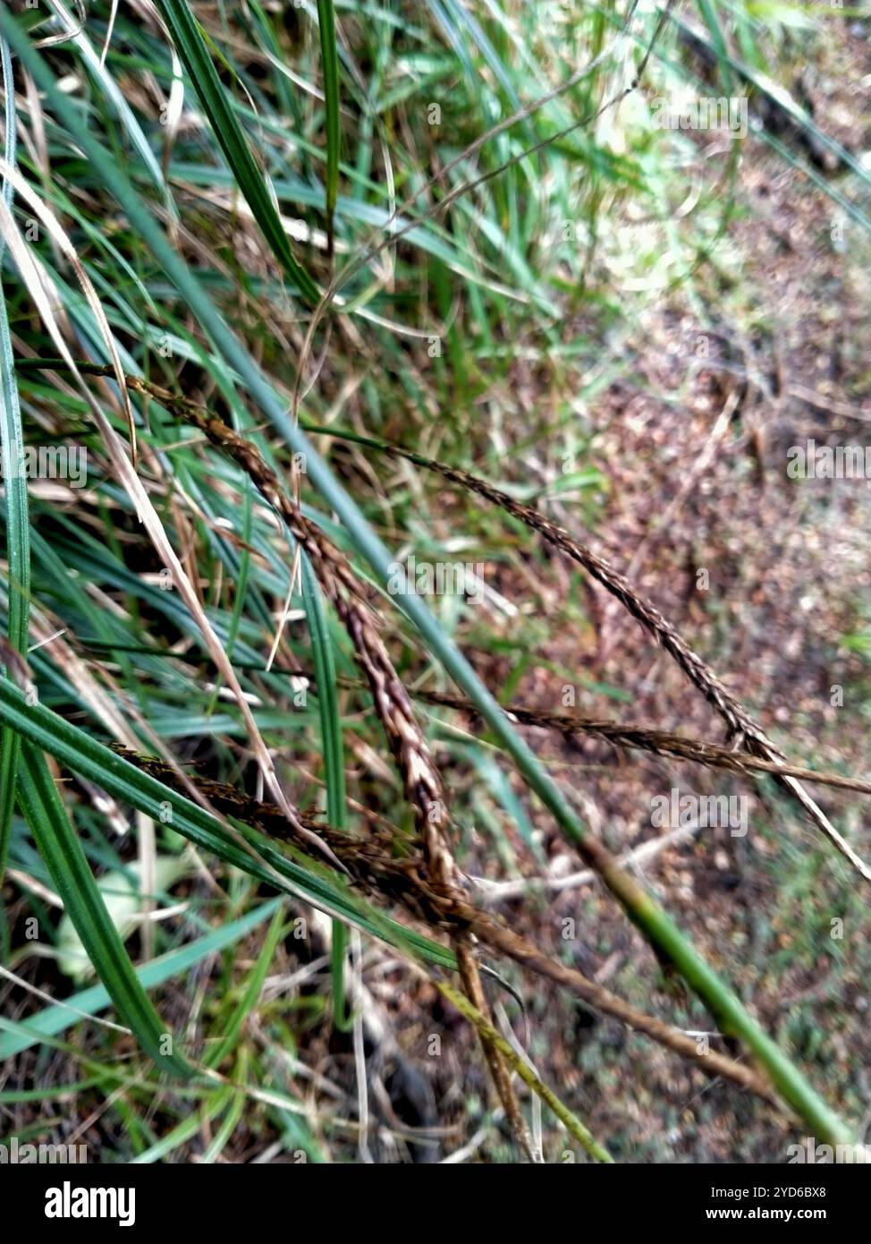 Bastard Grass (Carex uncinata Stock Photo - Alamy