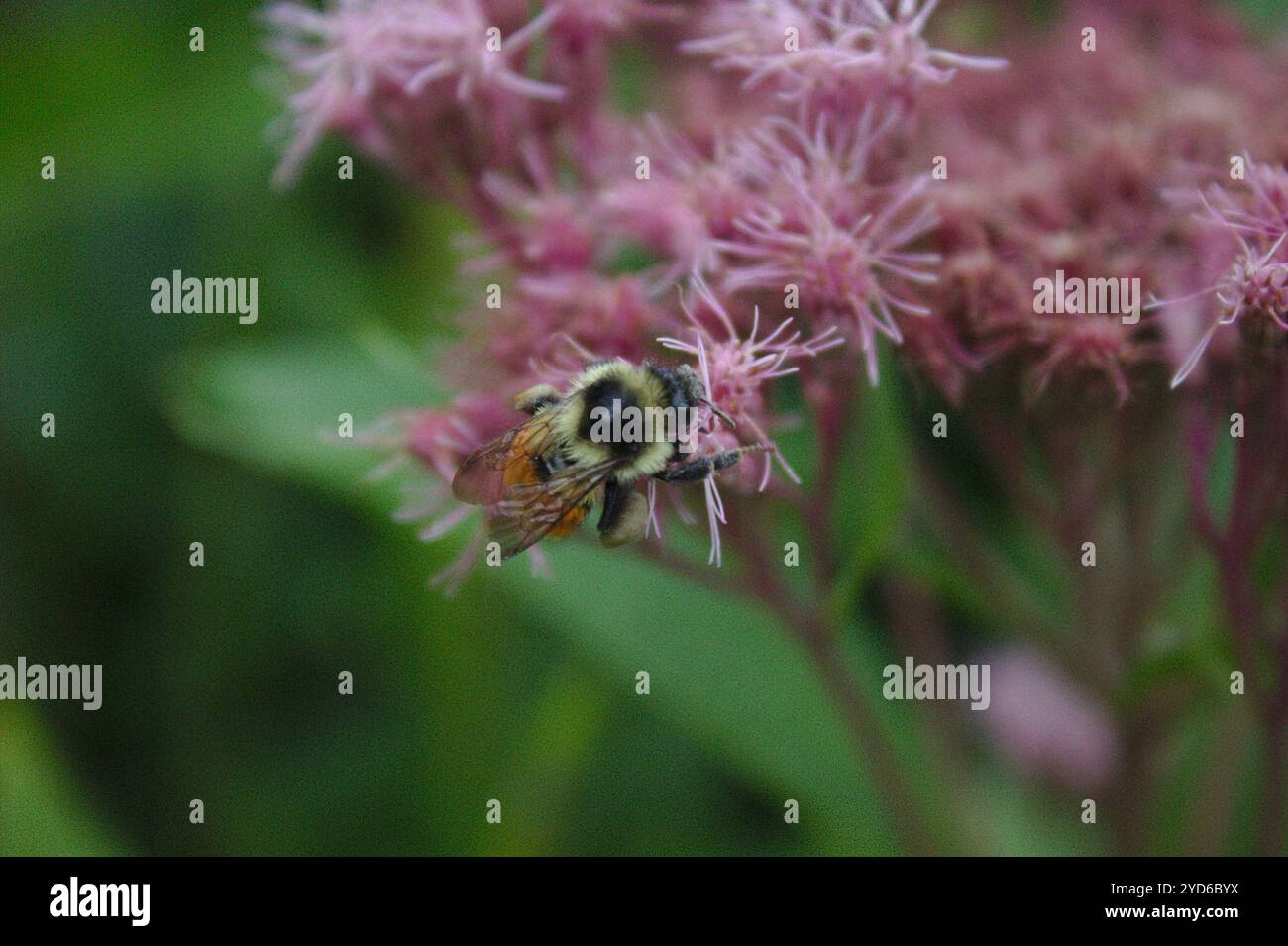 Tricolored Bumble Bee (Bombus ternarius Stock Photo - Alamy