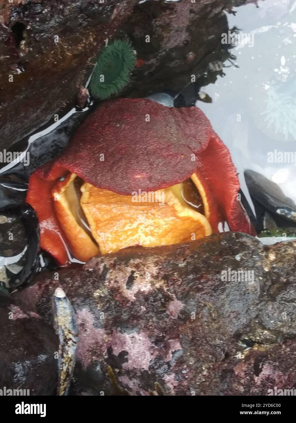 Gumboot Chiton (Cryptochiton stelleri Stock Photo - Alamy