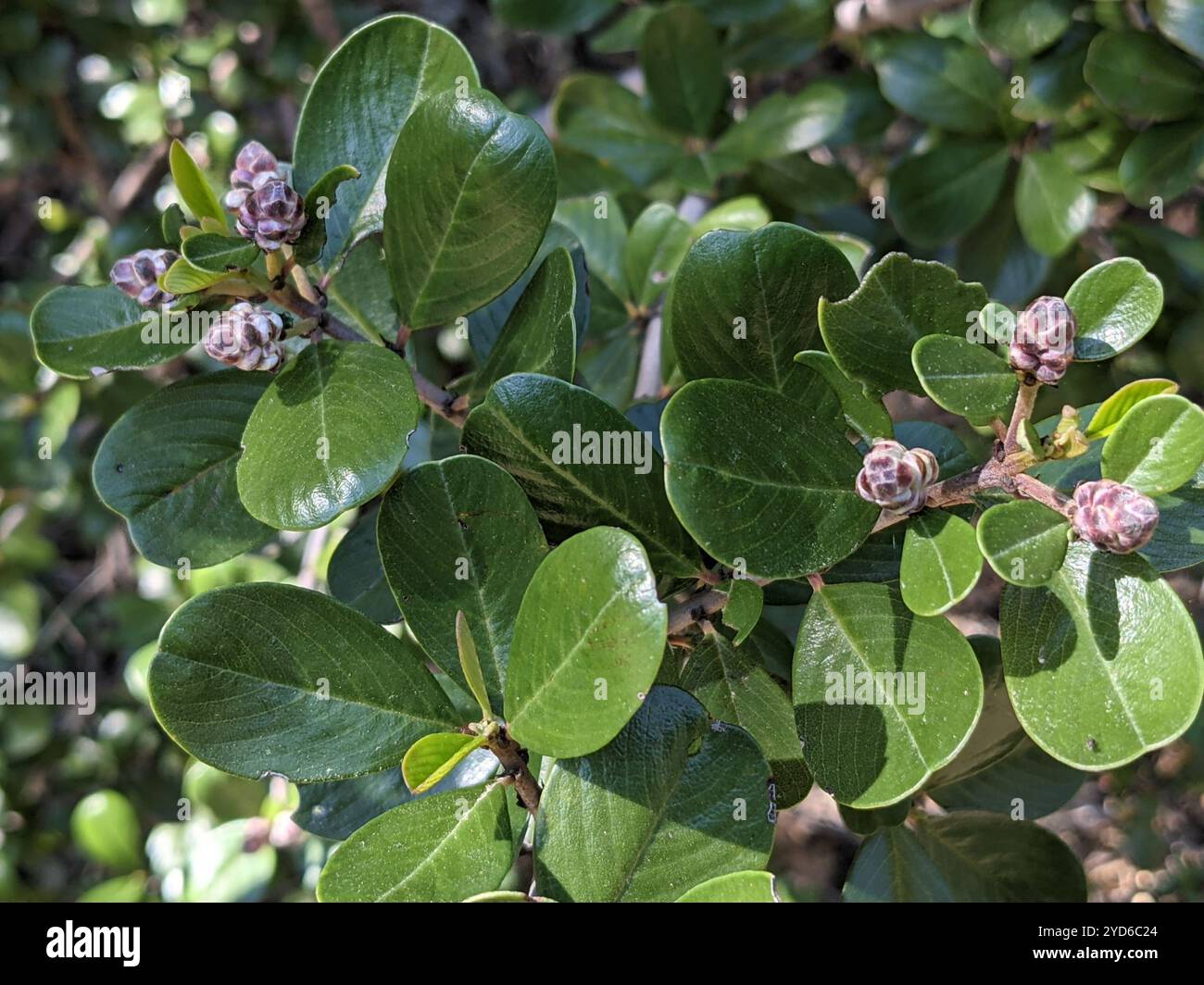 Buckbrush (Ceanothus cuneatus Stock Photo - Alamy