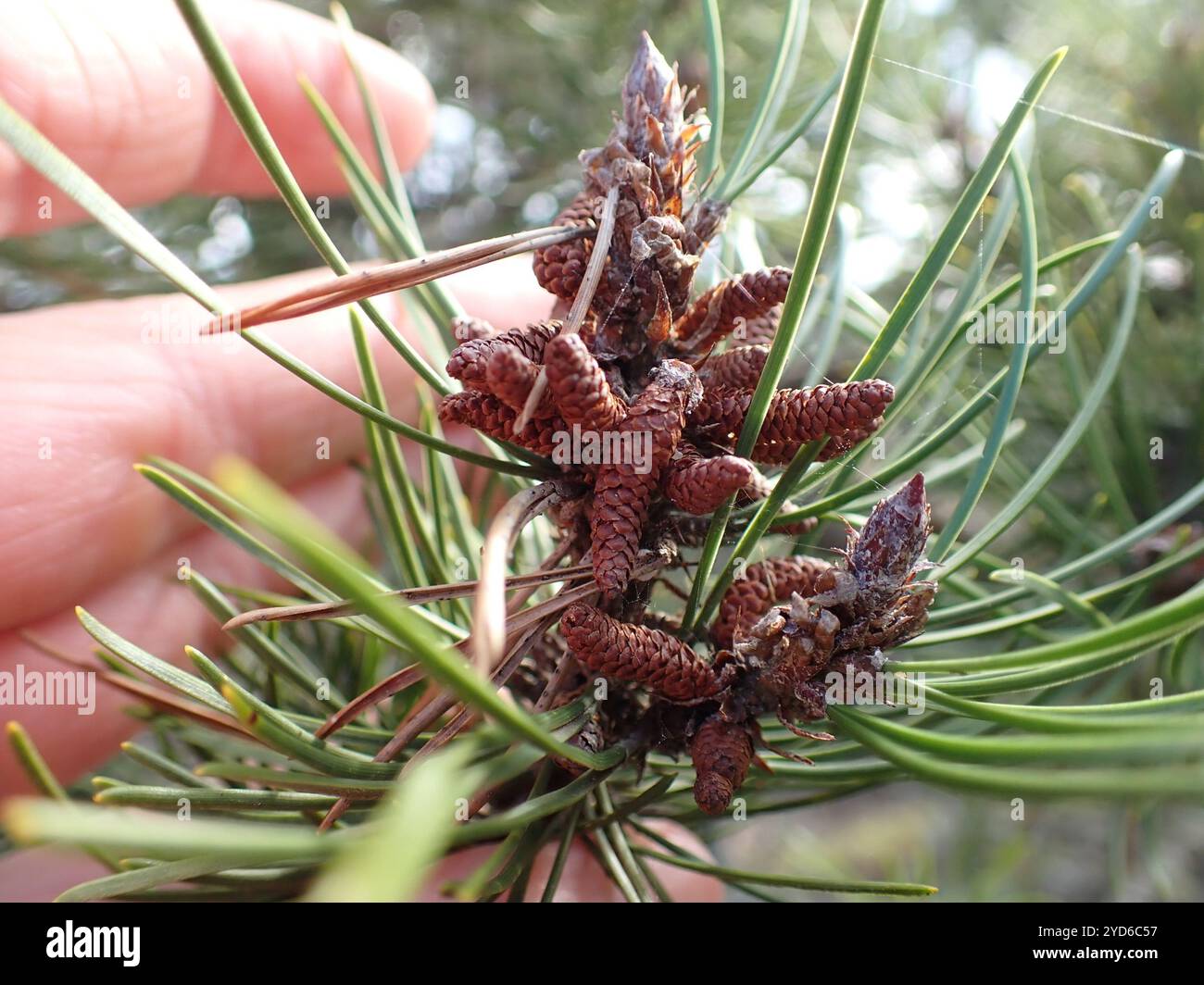 Shore Pine (Pinus contorta contorta Stock Photo - Alamy