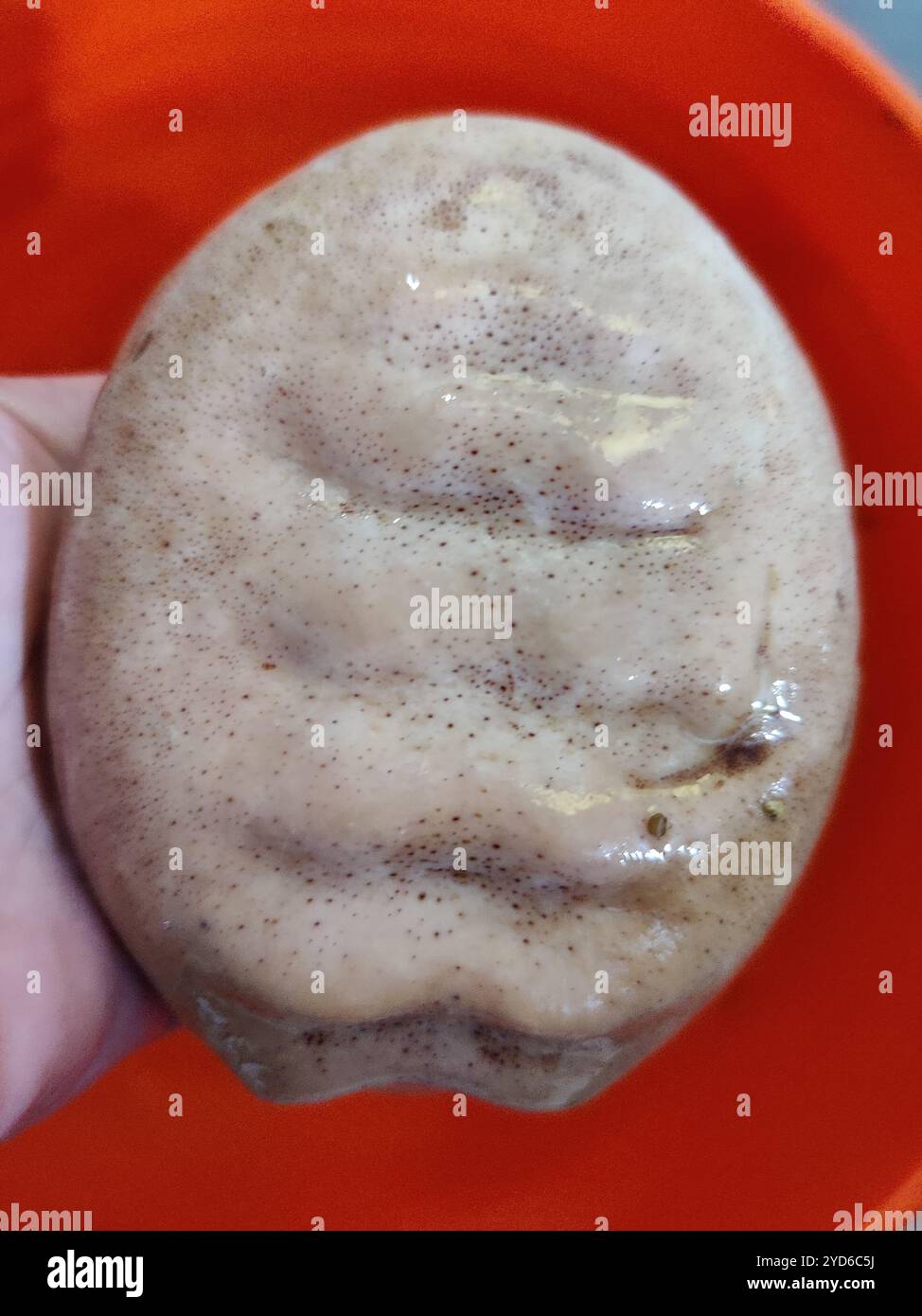 Gumboot Chiton (Cryptochiton stelleri Stock Photo - Alamy