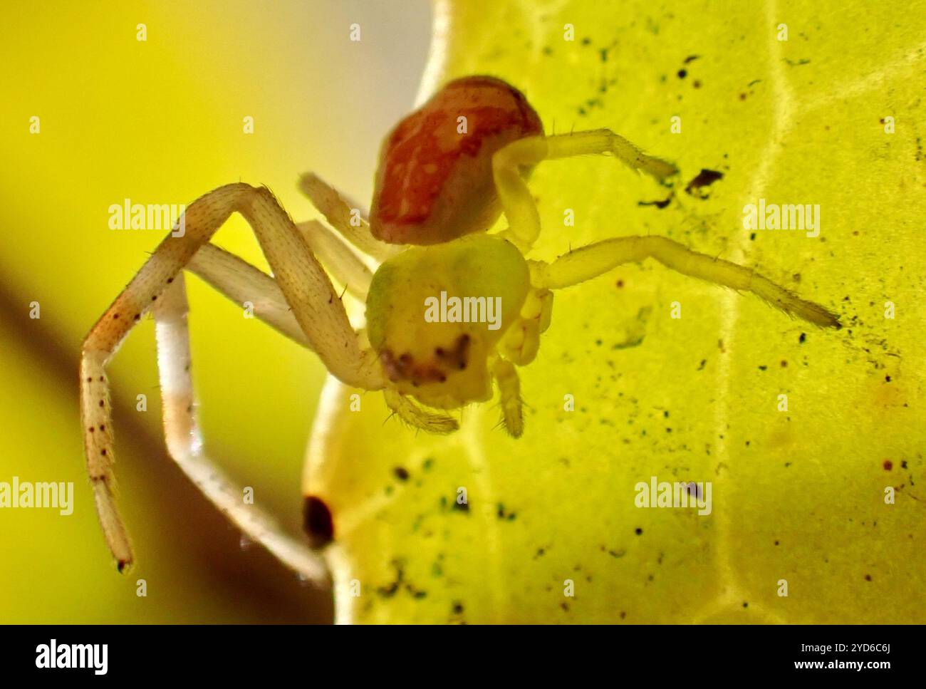 Triangle Crab Spider (Ebrechtella tricuspidata Stock Photo - Alamy