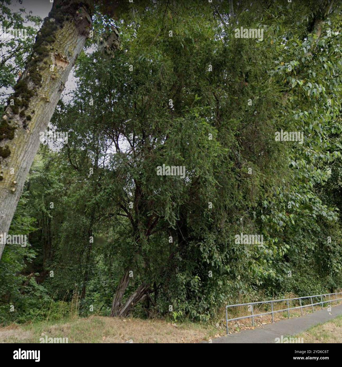 Pacific yew (Taxus brevifolia Stock Photo - Alamy