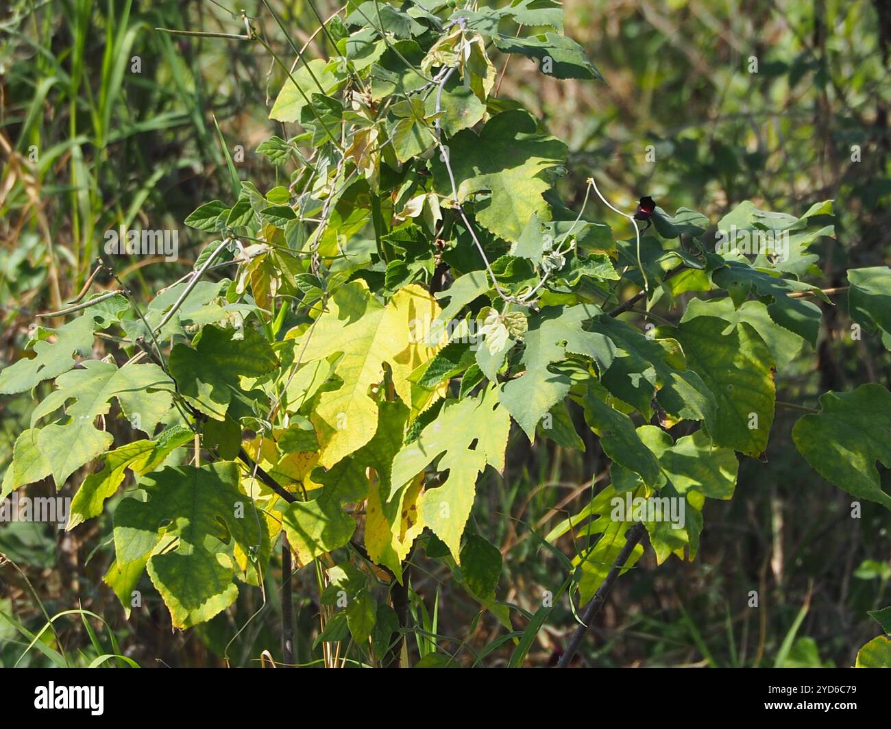 Paper mulberry (Broussonetia papyrifera Stock Photo - Alamy