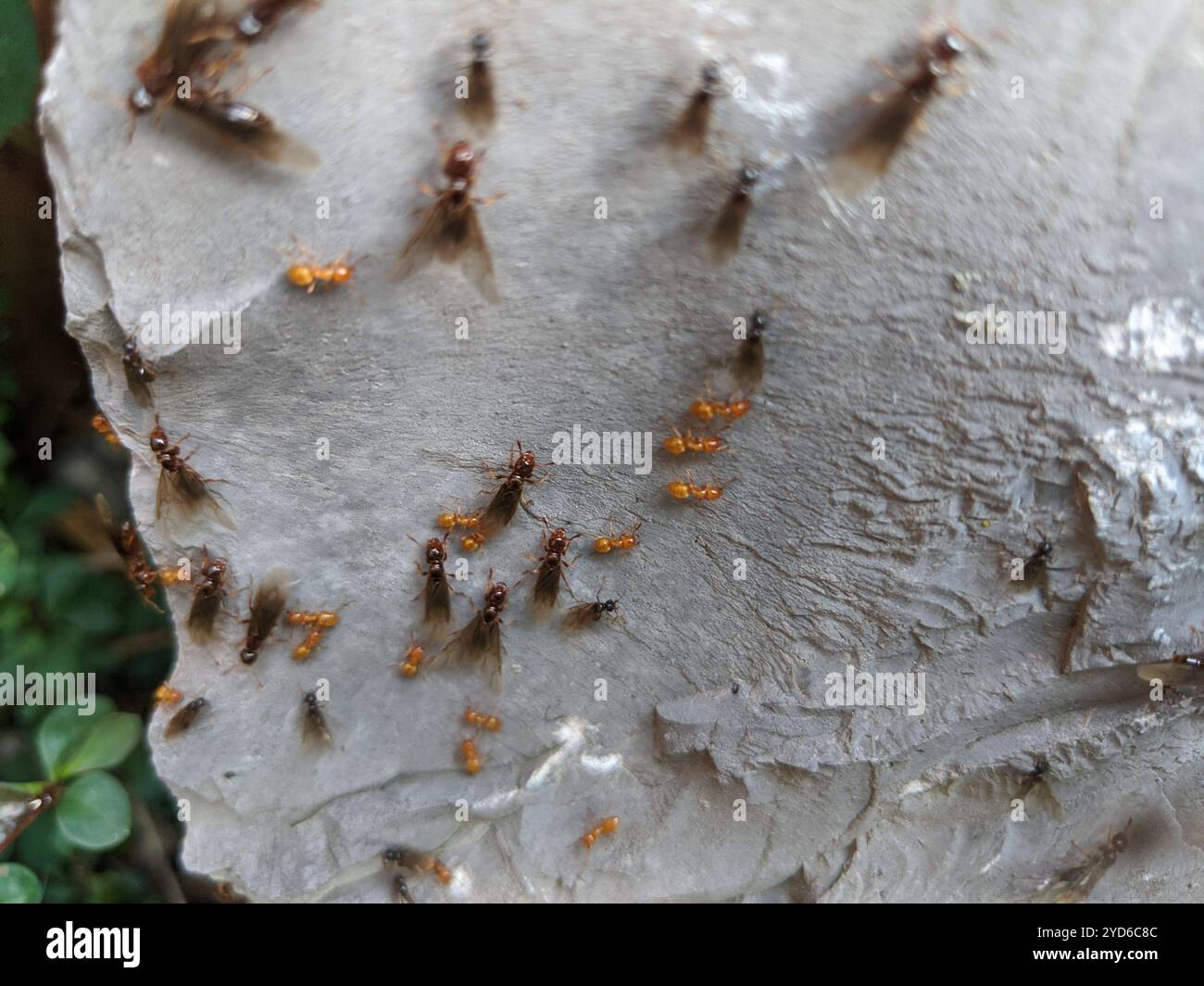 Common Citronella Ant (Lasius claviger Stock Photo - Alamy