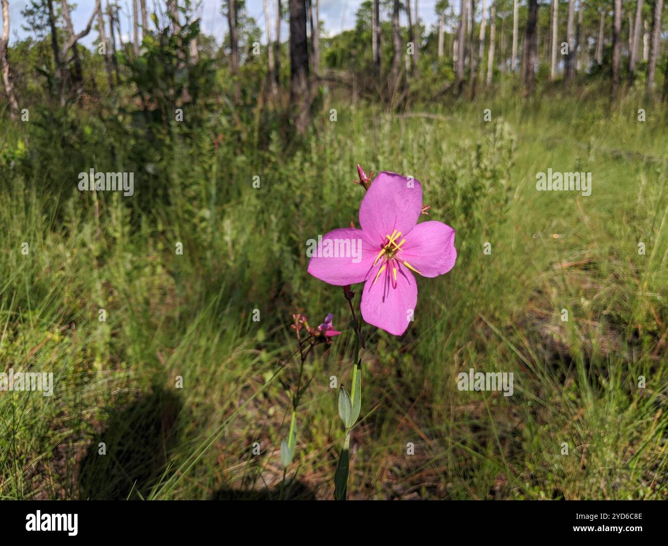 Savannah meadowbeauty (Rhexia alifanus Stock Photo - Alamy
