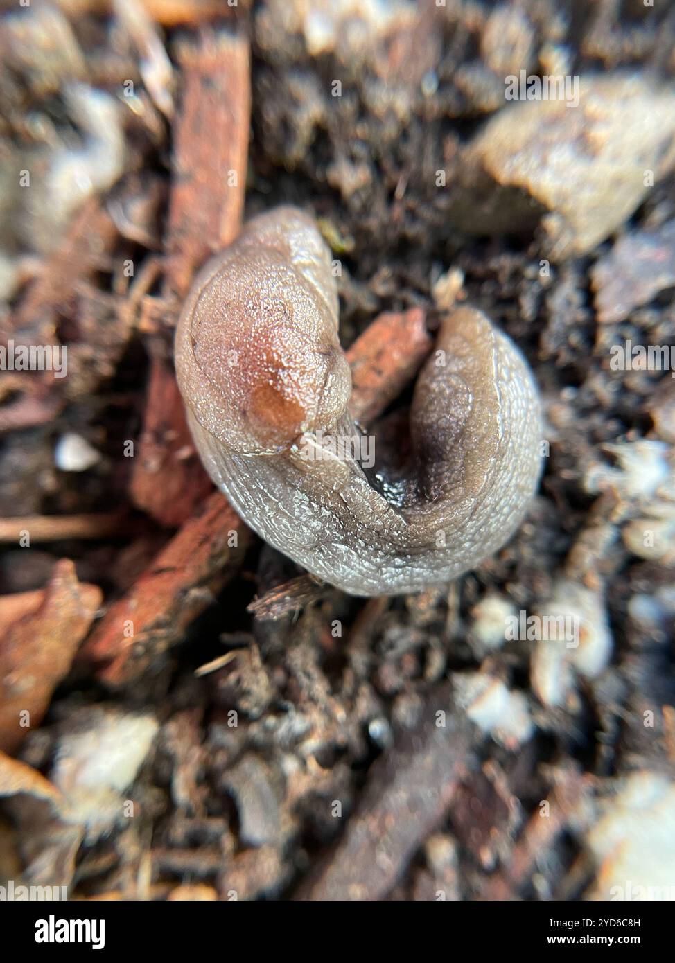 Greenhouse Slug (Milax gagates Stock Photo - Alamy
