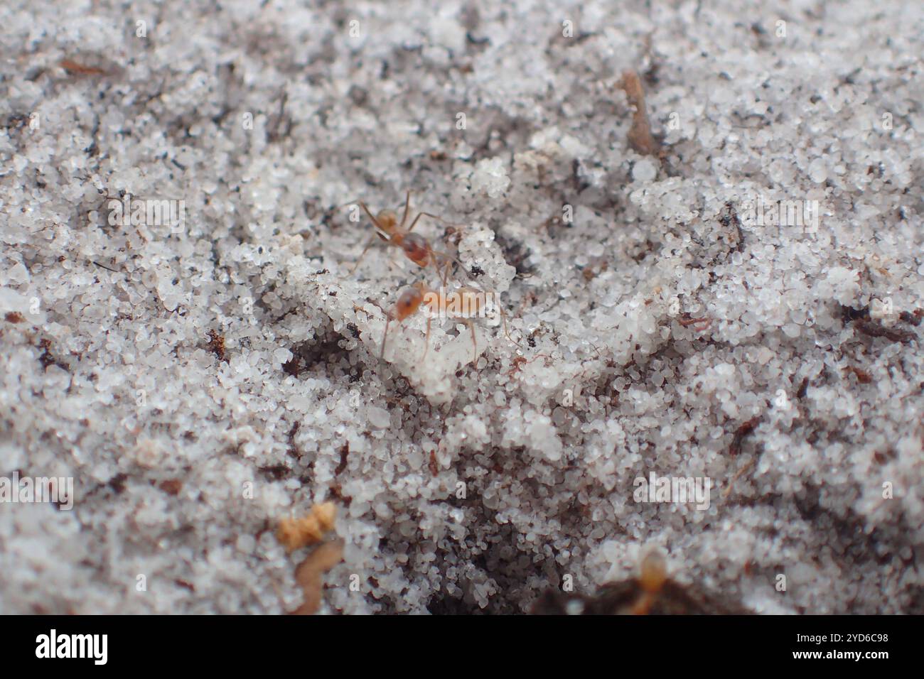 Buren's Pyramid Ant (Dorymyrmex bureni Stock Photo - Alamy