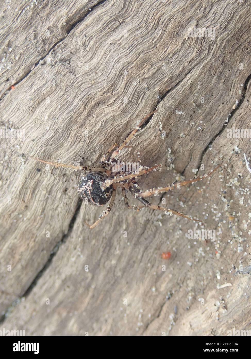 Australasian Pirate Spiders (Australomimetus Stock Photo - Alamy