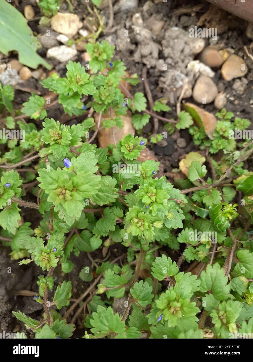 bird's-eye speedwell (Veronica persica Stock Photo - Alamy