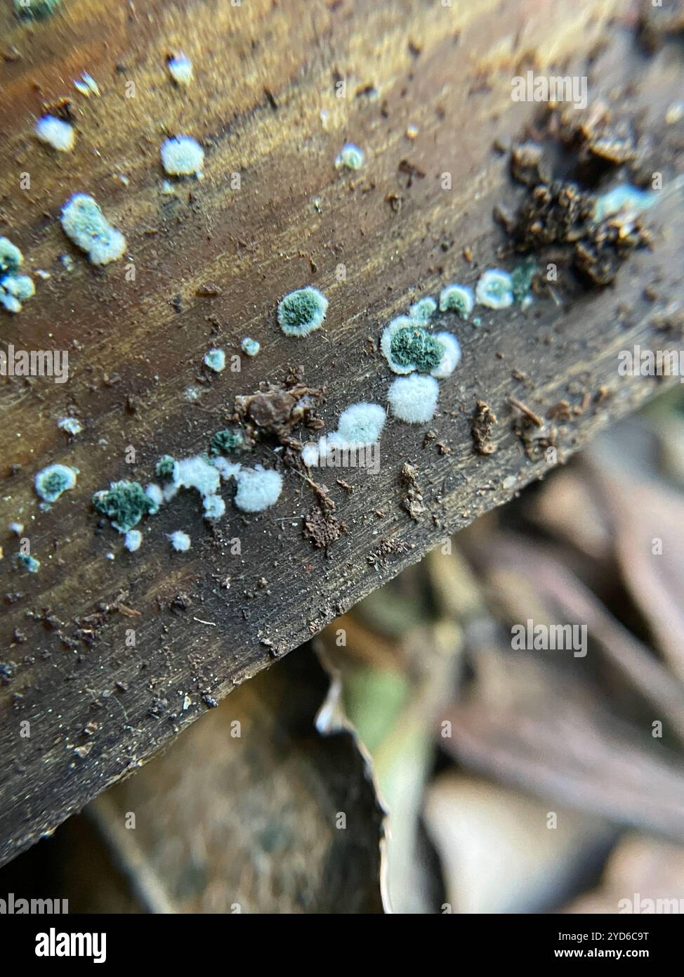 Trichoderma hi-res stock photography and images - Alamy